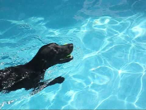 The Deep-Diving Dog - YouTube