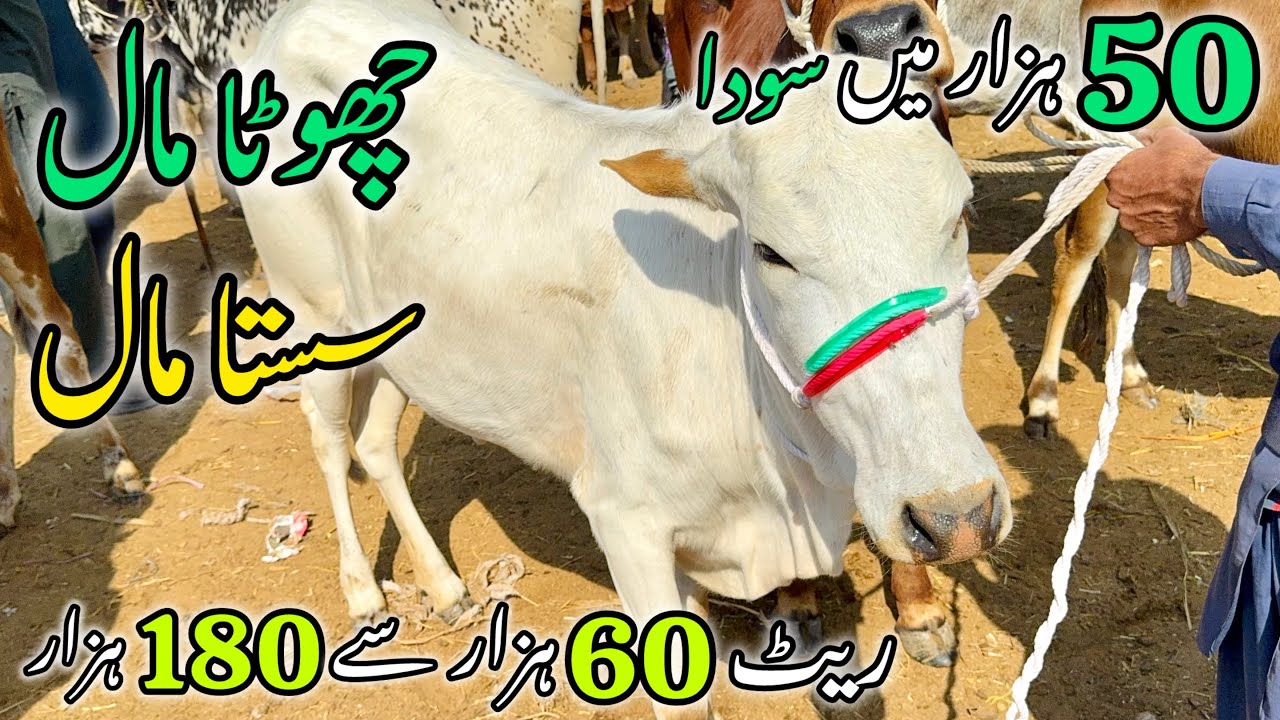 50k Me Soda | Malir Mandi Me 60-180k Wala Maal | Cow Mandi 2025 - YouTube