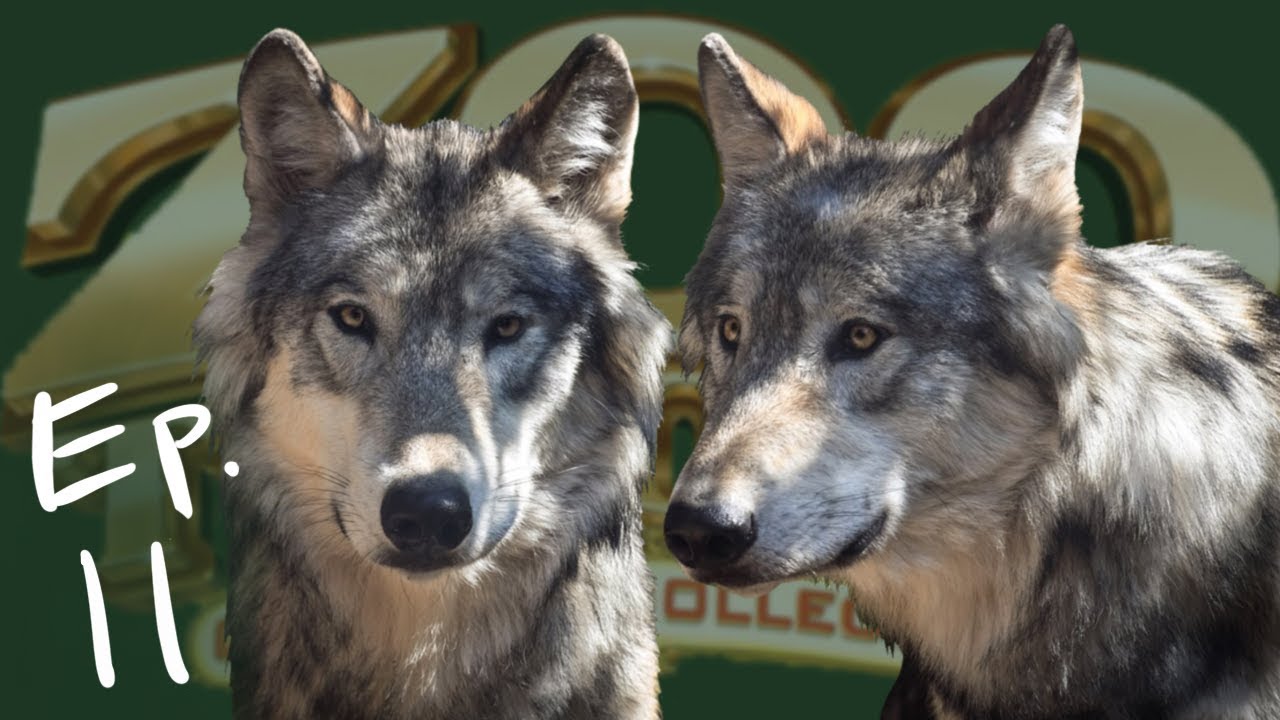 Zoo Tycoon | EP 11 - Gray Wolves - YouTube