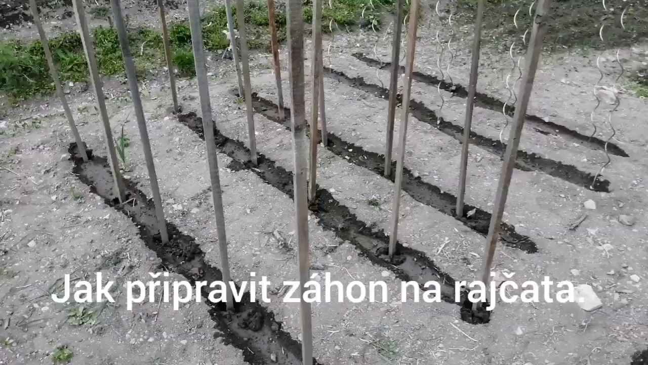 Jak připravit záhon na rajčata - YouTube