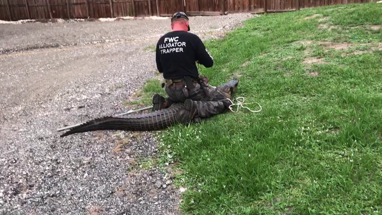 7’10” Alligator Explodes on Lanai! 🐊 - YouTube