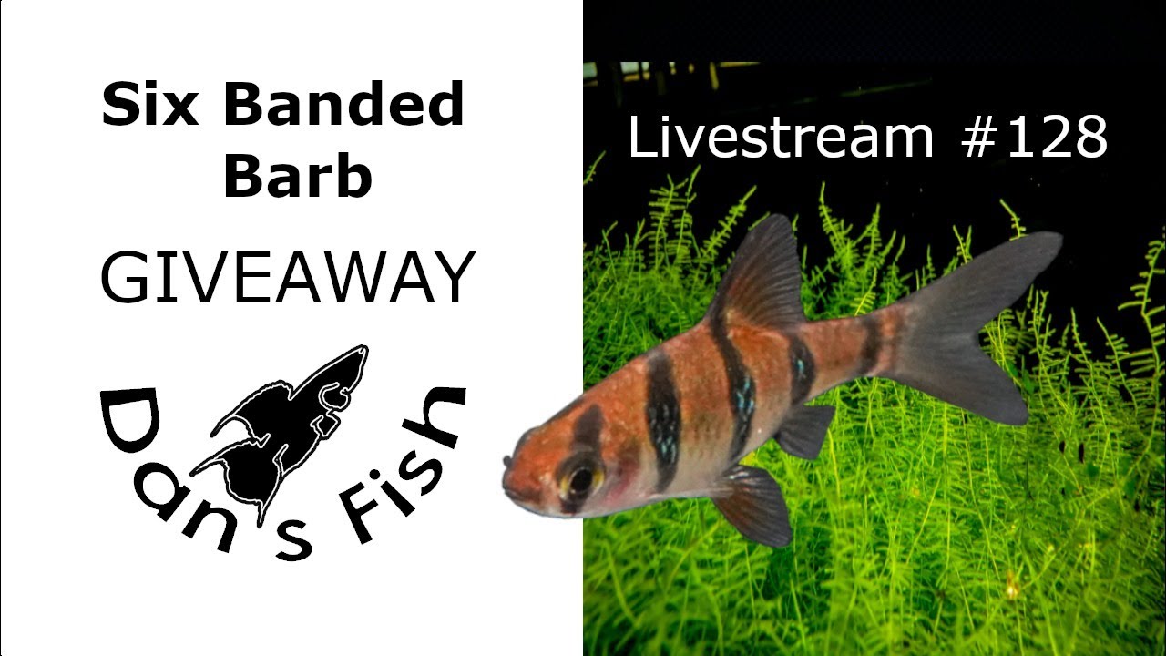 Six Banded Barb Giveaway - Livestream #128 - YouTube
