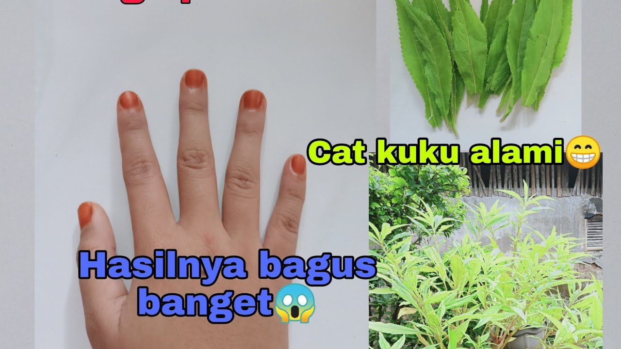 Bikin Kutek Dari Daun Pacar Air! Hasilnya Bagus Banget🤗 - YouTube