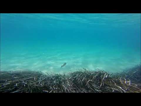 ΠΑΓΙΔΑ ΓΙΑ ΨΑΡΙΑ ΚΑΙ ΚΑΒΟΥΡΙΑ - YouTube
