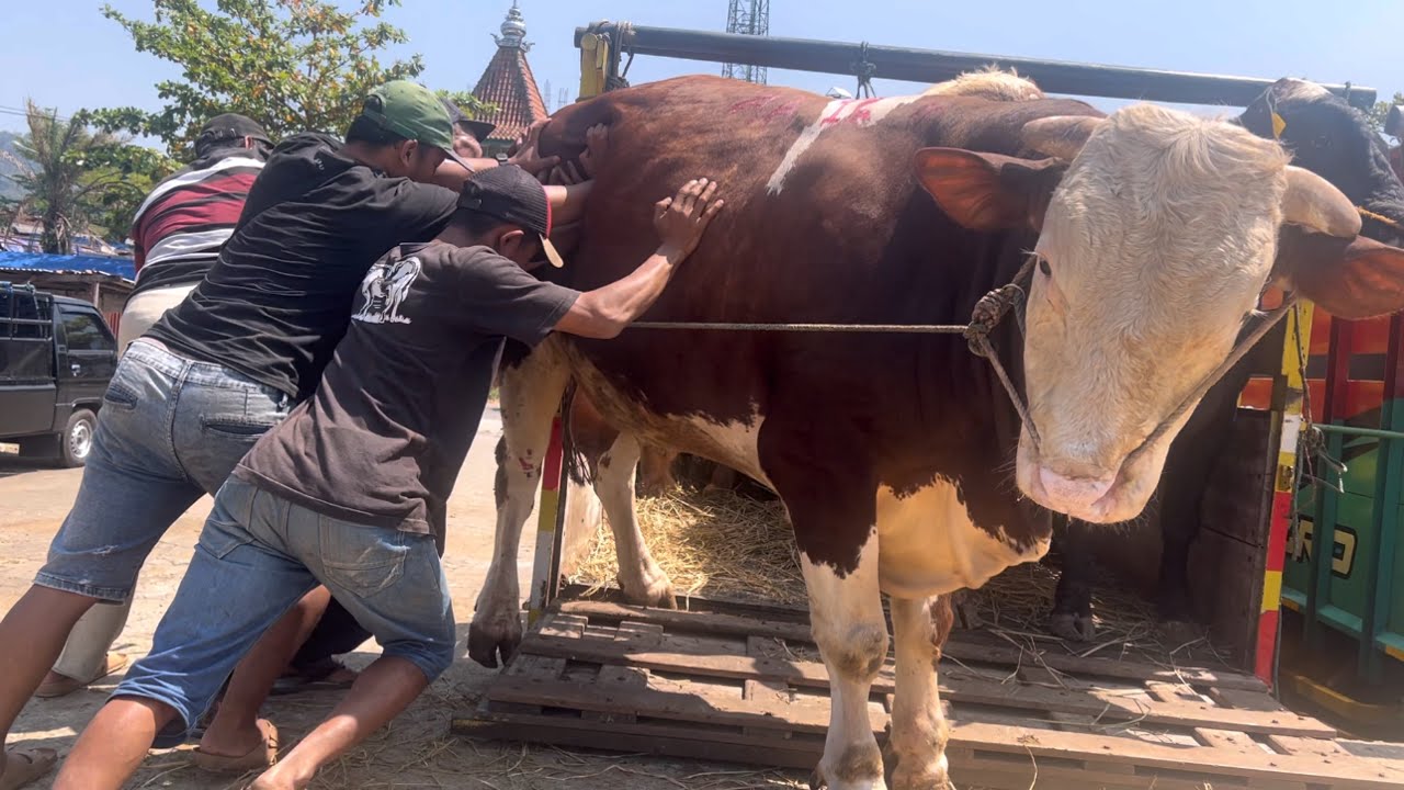 PROSES MUAT SAPI SAPI MONSTER NAIK TRUK OLENG‼️🔥🔥🔥 - YouTube