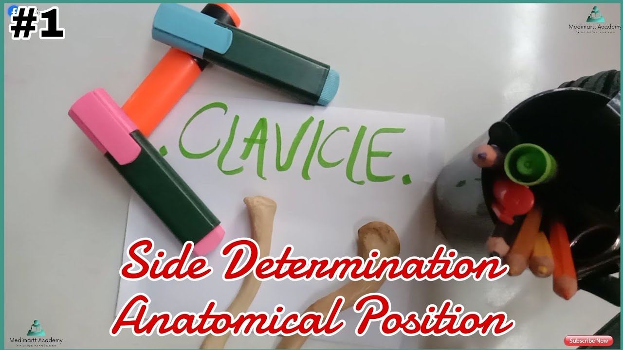 Clavicle - Side determination and Anatomical Position | Medimartt ...
