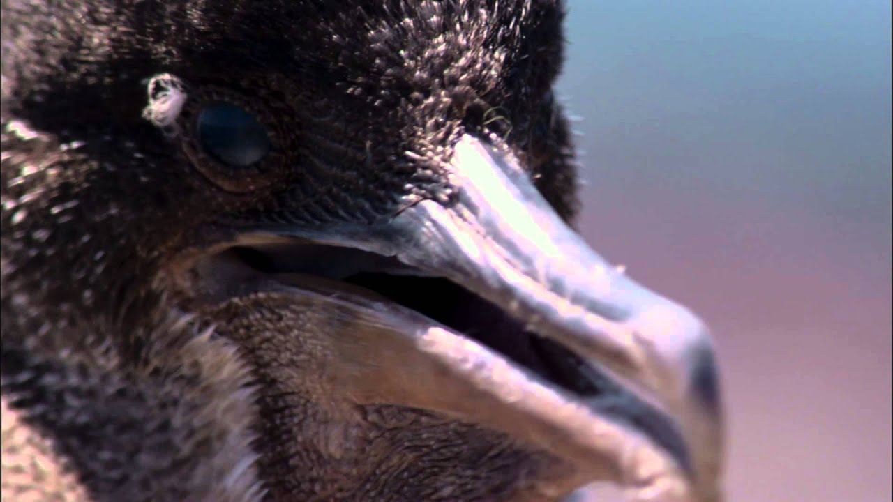 Galápagos - Fuerzas Del Cambio ( BBC ) Epi 3de3 - Full HD - YouTube