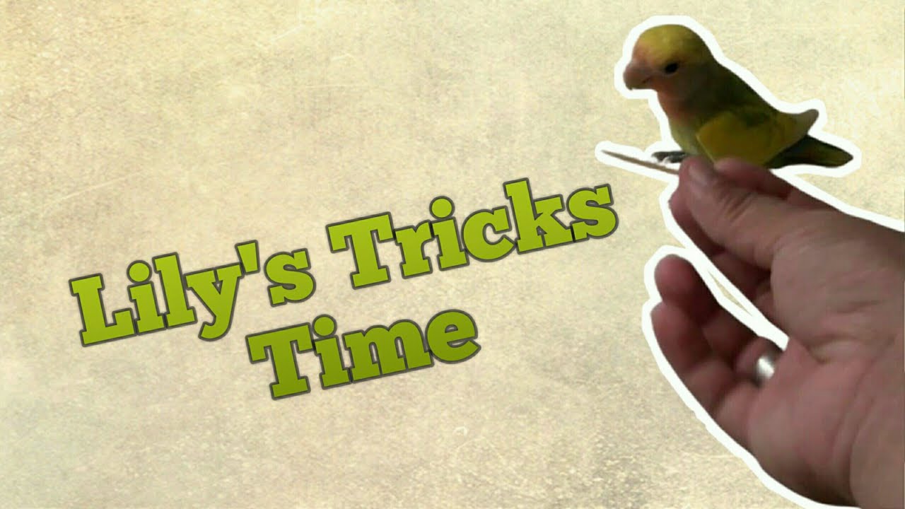 How Many Tricks Can a Lovebird Learn - Lily's 1st Pick-up trick - YouTube