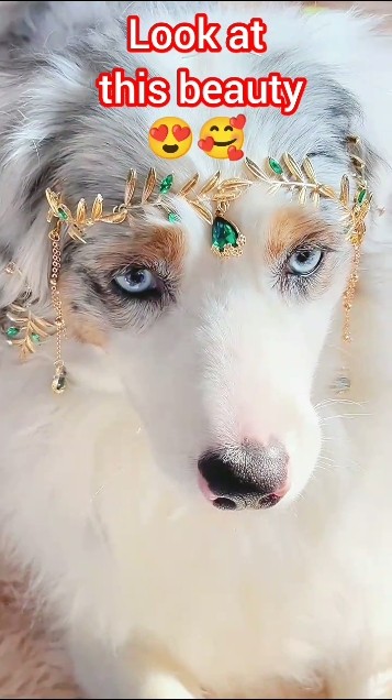 Even cats admire it 😺 #shorts - YouTube