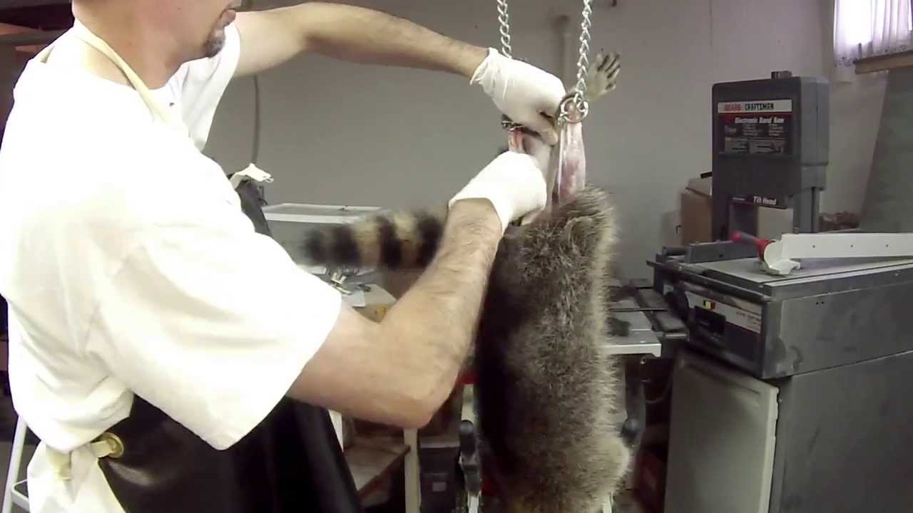 Skinning Raccoon - YouTube