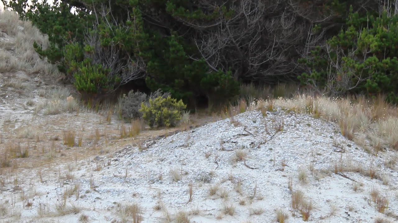 Creepy den found on remote beach - YouTube