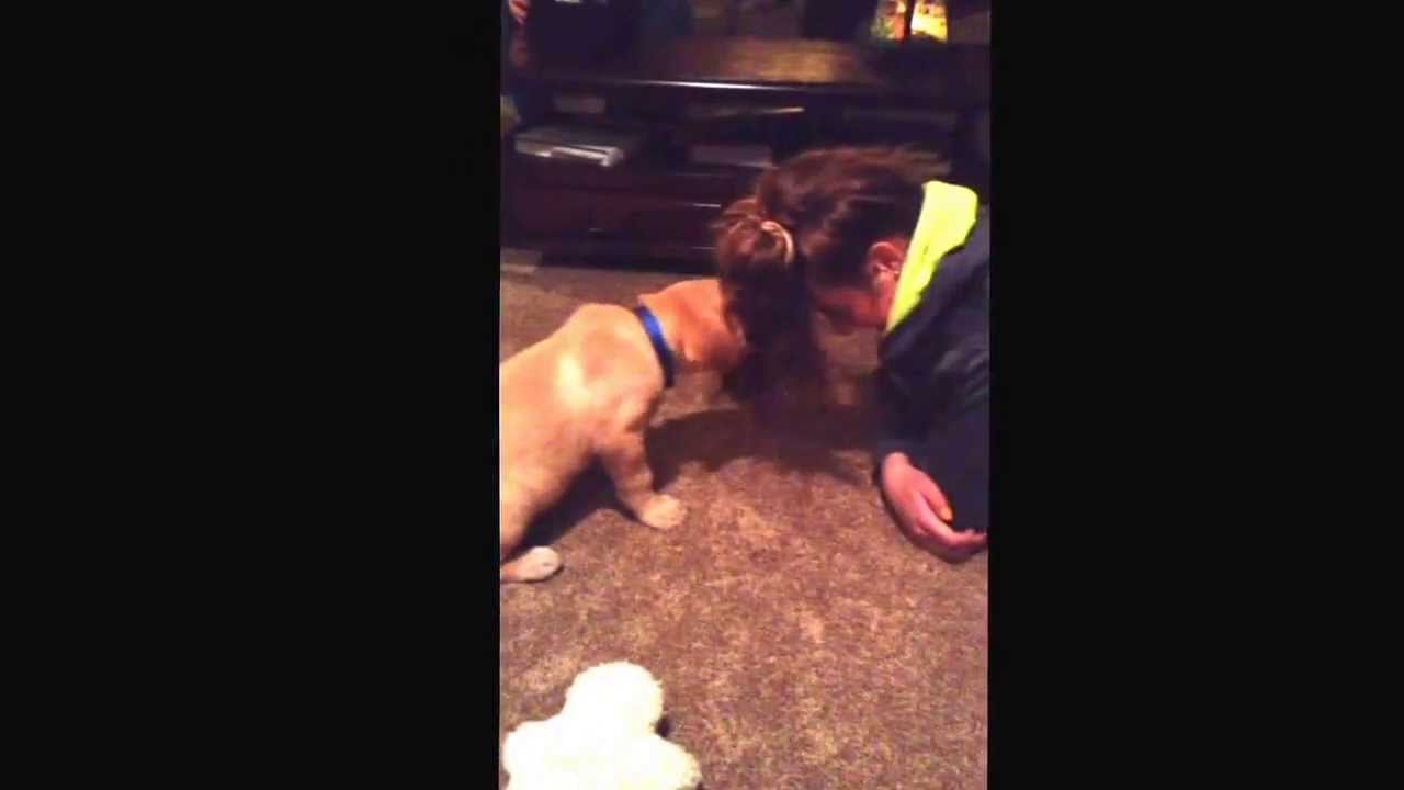 Dog pulls hair - YouTube