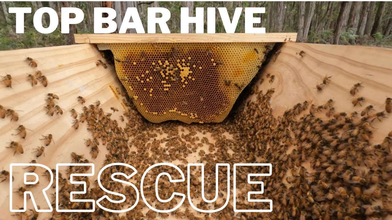 Trying My Best to Save a Top Bar Hive with a Transplant of Bees. 5/2/23 aussiebeekeeping - YouTube