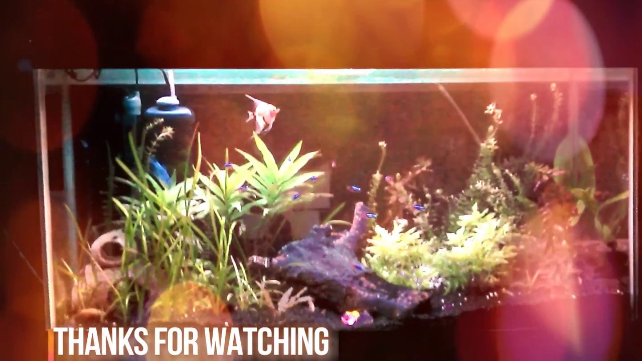 angelfish with neon tetra - YouTube