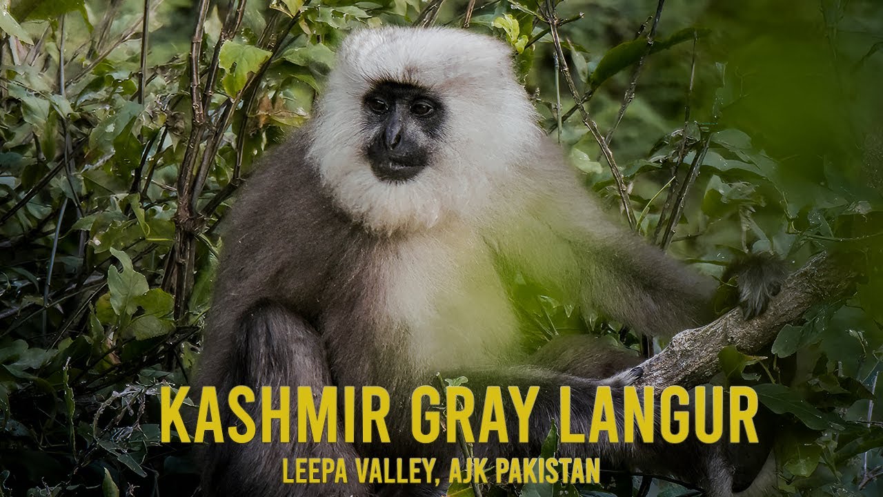 The Kashmir Gray Langur: The Oddest Monkey You'll Ever See! - YouTube