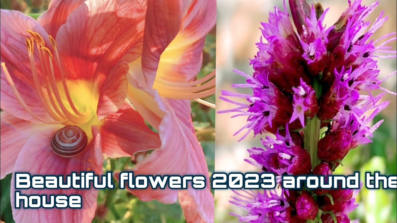 Beautiful flowers 2023 around the house 🏠 #flowers2023 #gardenflowers #helen and Jr. Vlog - YouTube