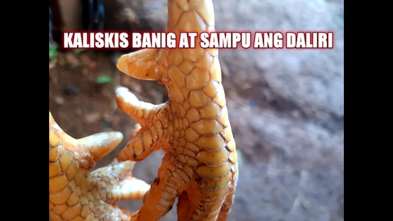 TEN FINGERS PLUS KALISKIS BANIG - YouTube