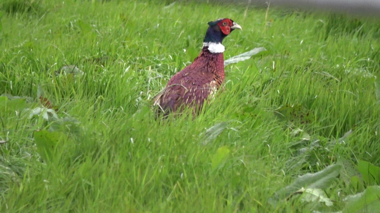 Pheasant & Buzzard Filmed in 4K - YouTube