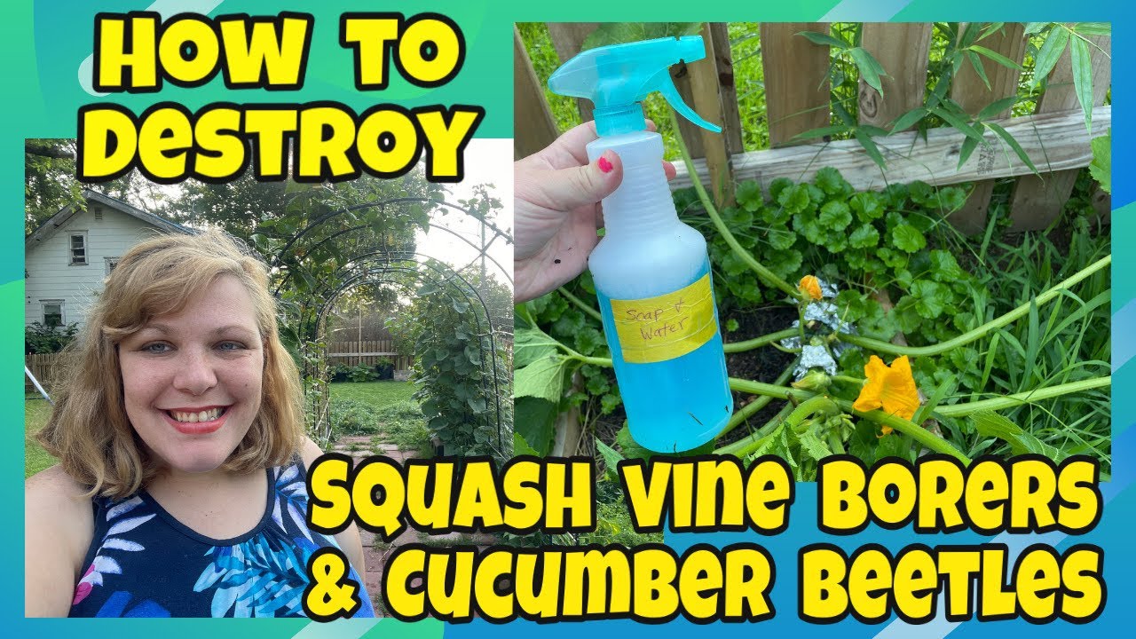 How to DESTROY Squash Vine Borers & Cucumber Beetles - YouTube
