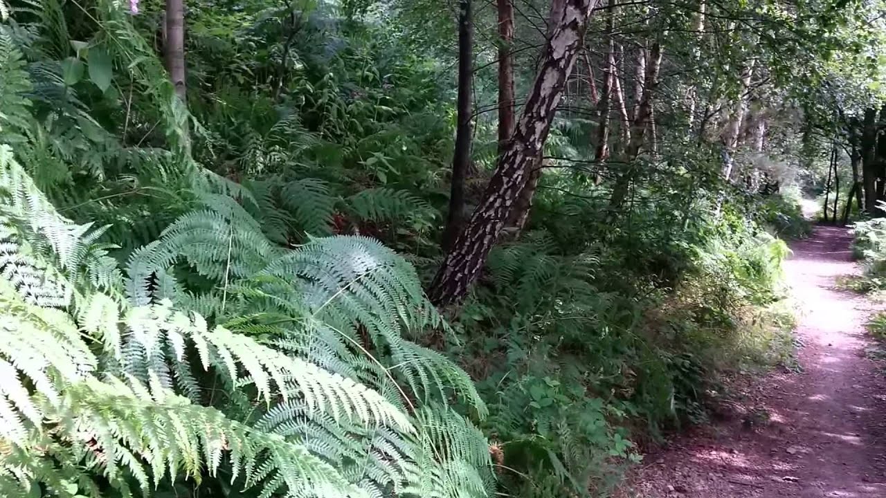 Nidd Gorge Walk, Knaresborough, Yorkshire. - YouTube