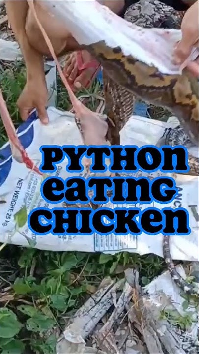 rescue the chicken that was eaten by the snake | python eat chicken ...