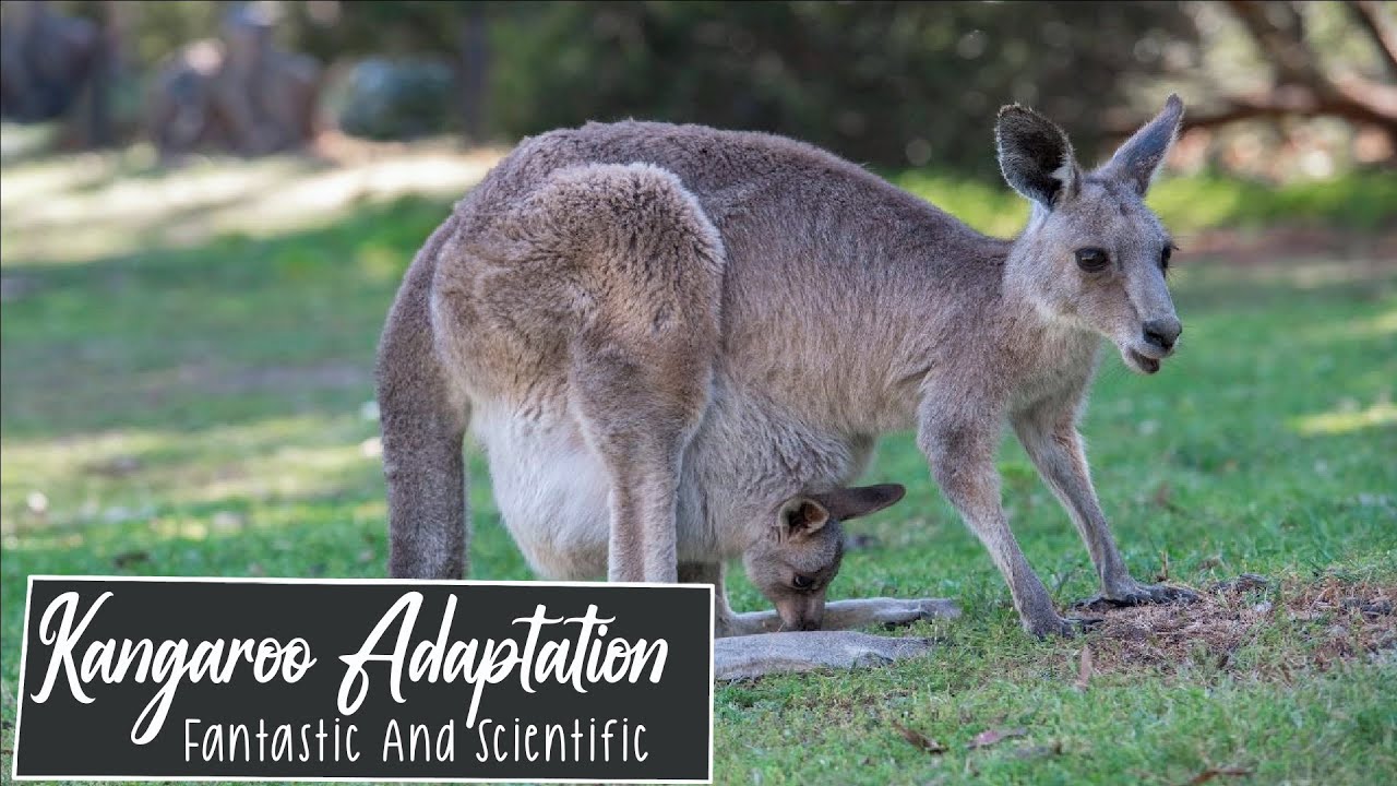 Adaptation In Australian Kangaroo| Adaptation In Animals| Kangaroo For ...