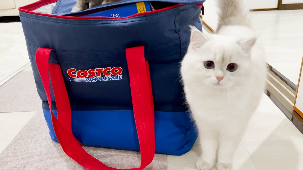 A cat that loves Costco ... - YouTube