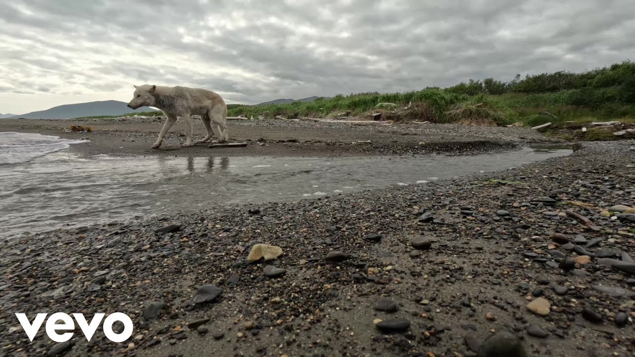 Wolf on Beach at Katmai National Park (From "National Geographic ...