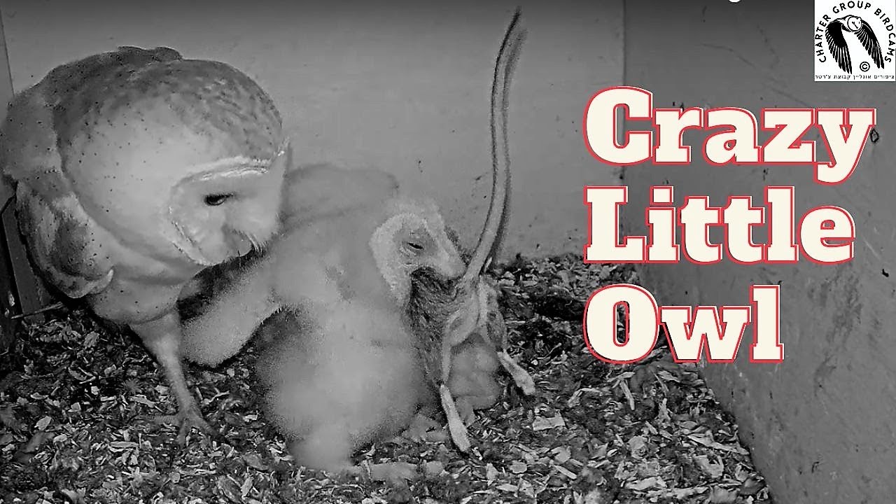 Did this barn owl nestling bite off more than it could chew/swallow ...