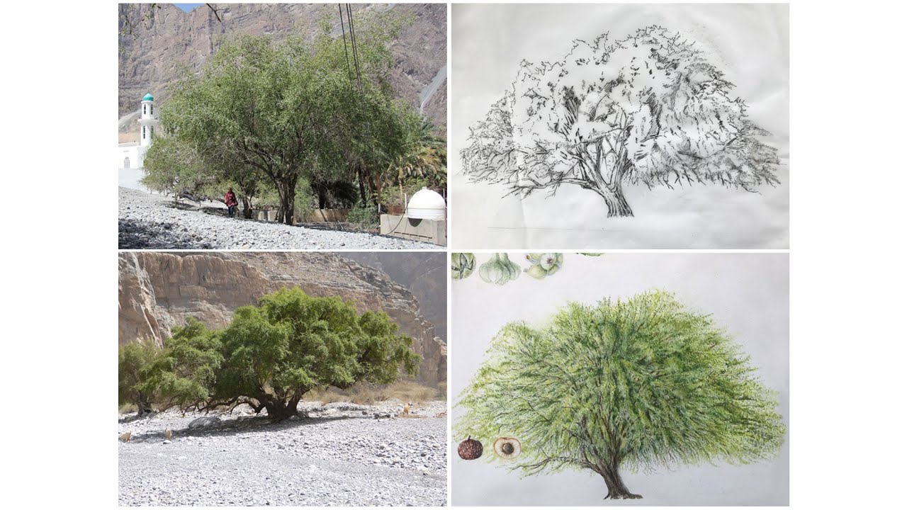 The final painting of Ziziphus spina-christi - YouTube