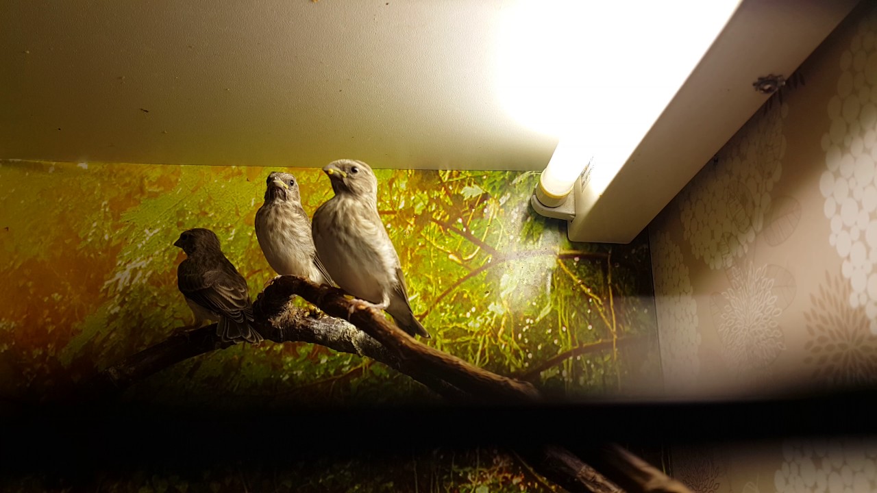 Gray singer finch (szary śpiewak ) - YouTube