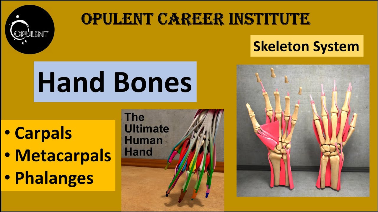 Hand bones || Skeleton system || Carpals || Metacarpals || Phalanges || 2023 - YouTube