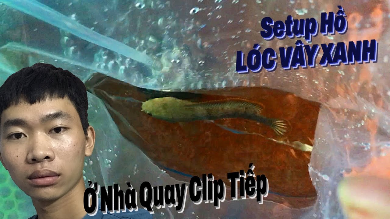 SETUP hồ cá Lóc Vây Xanh đơn giản - YouTube