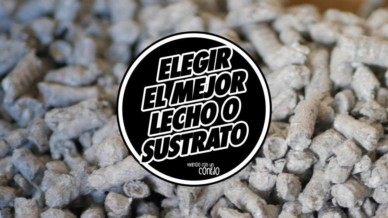 LECHO para conejos 🐰 SUSTRATO para conejos | Te cuento NUESTRO FAVORITO ...