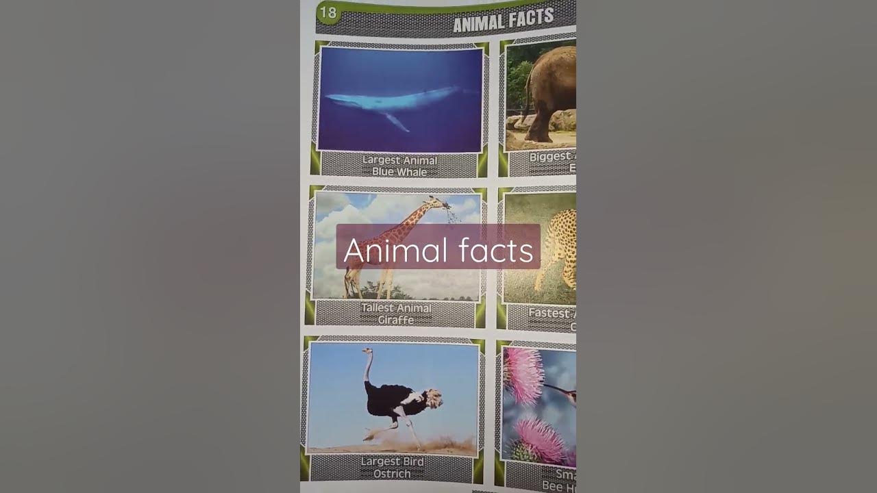 Animal Facts Igko silverzone sof olympiad gk YouTube animal-facts-igko-silverzone-sof-olympiad-gk-youtube