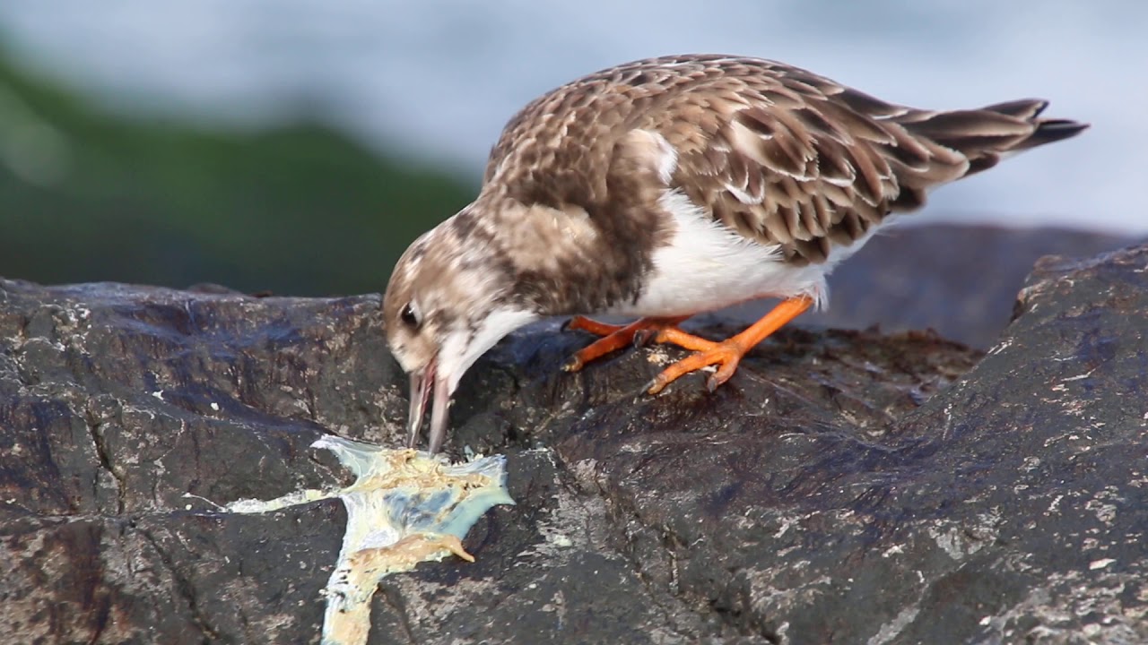 Ruddy turnstones feeding on gull feces. - YouTube