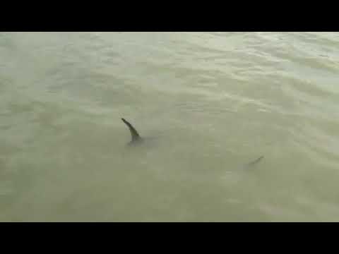 Zutxi - YouTube