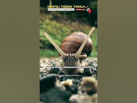 4 Fakta Unik Siput Yang Jarang Diketahui #animals #faktaunik #shorts #siput #youtubeshorts # ...