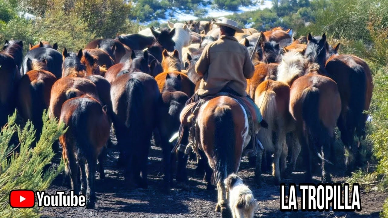 Tropilla de Caballos Bajando de lo Alto de la Cordillera como es un ...