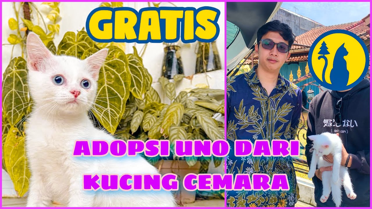 ADOPSI UNO DARI KUCING CEMARA😺😺 - YouTube