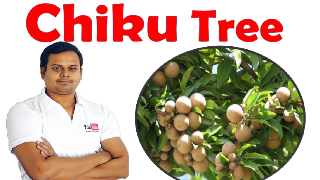 chiku tree singapore | Manilkara zapota - YouTube