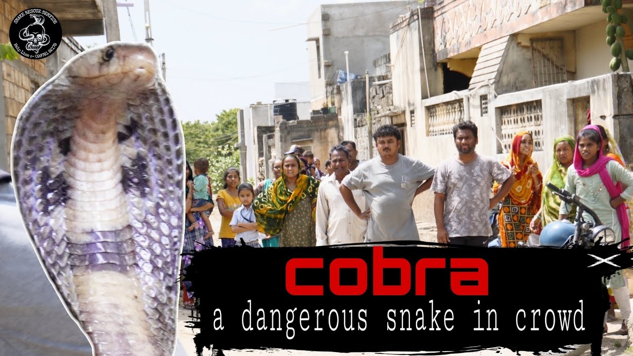 A Dangerous Snake in Crowd 😨 Spectacle Cobra #snakerescue #cobra #cobra ...