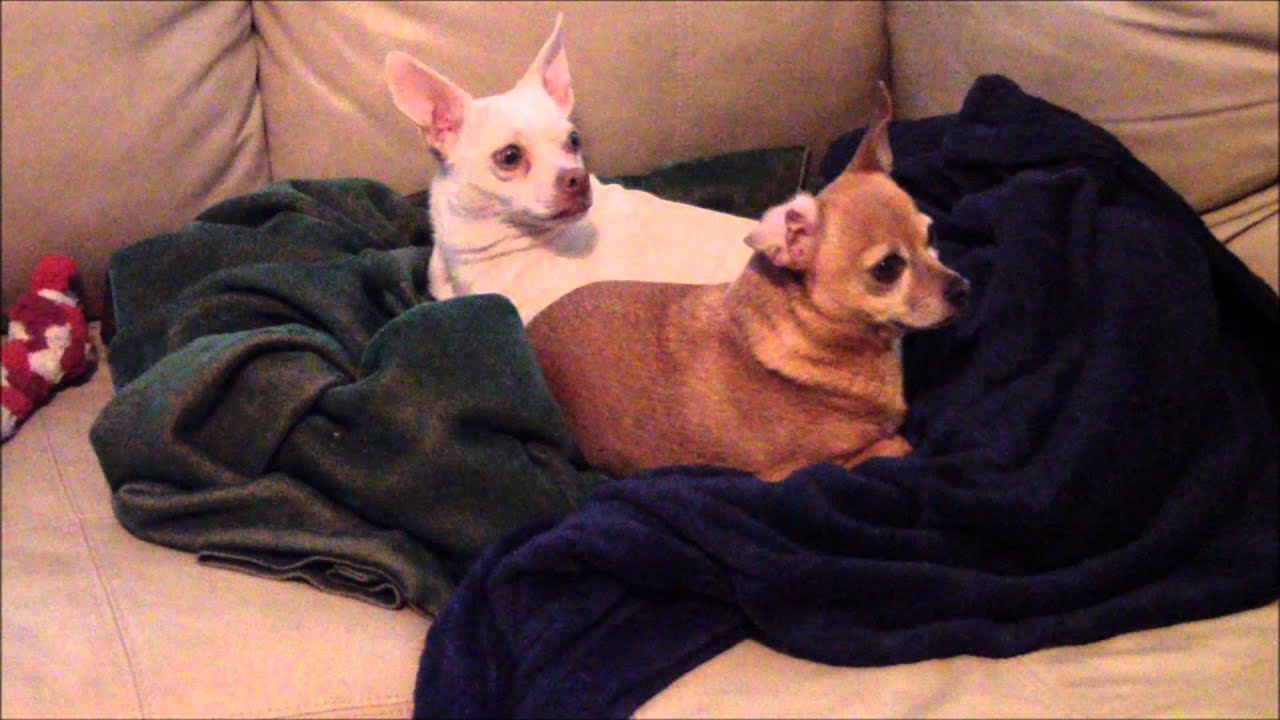 Silly Funny Chihuahuas - YouTube