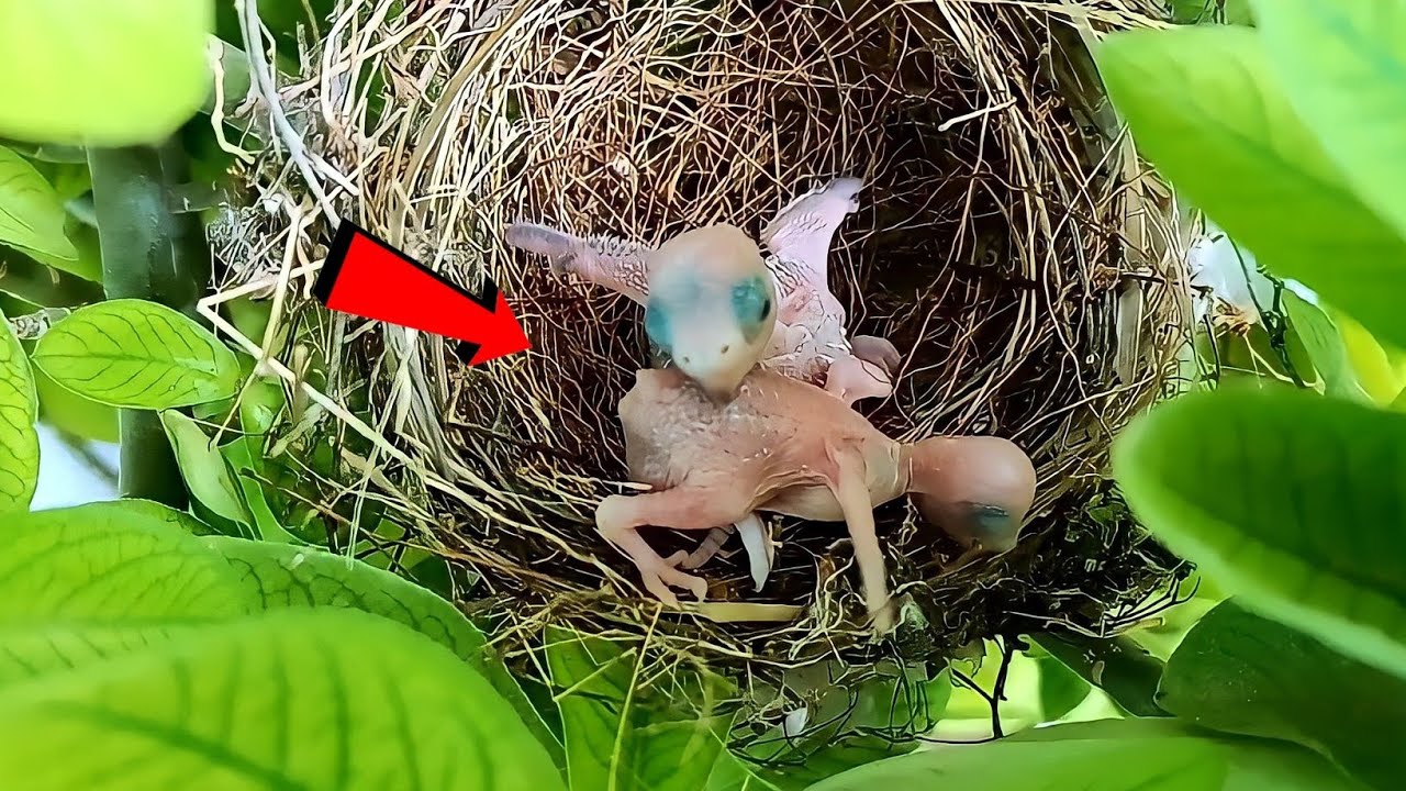 The big baby bird is pushing the little one || Animals and Birds - YouTube