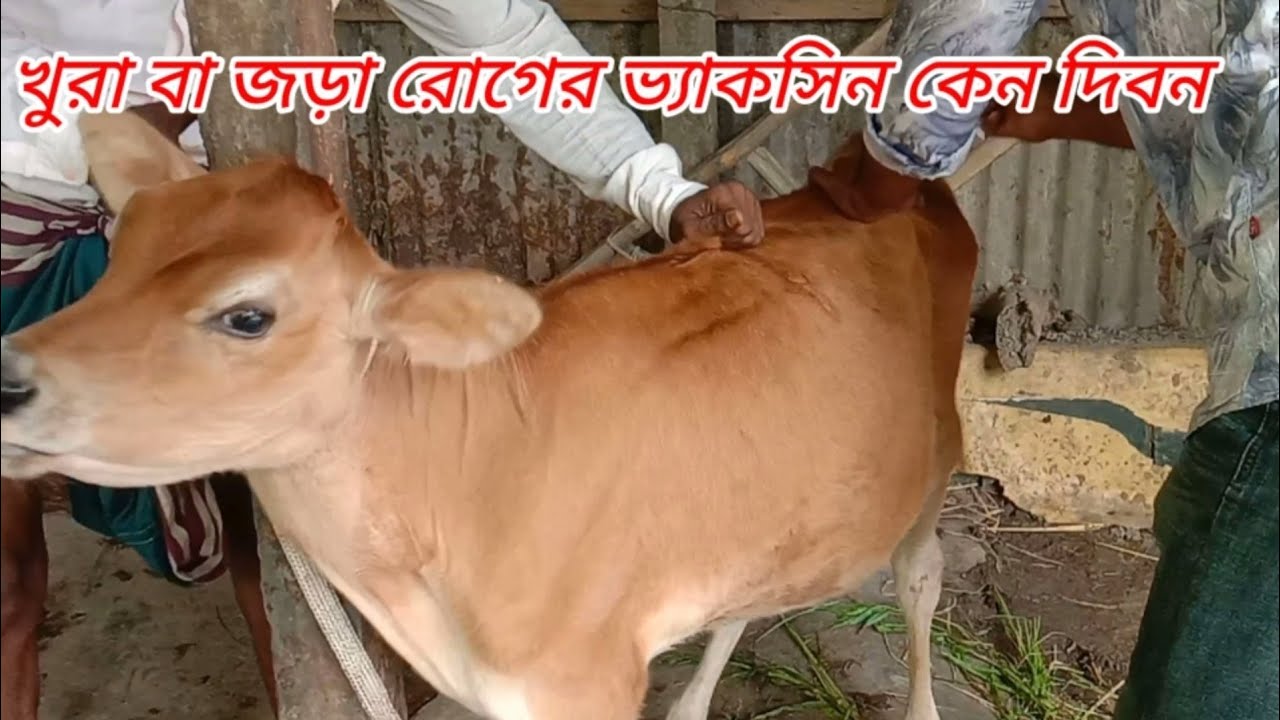 গরুর খুড়া রোগের ভ্যাকসিন কখন কিভাবে কখন দিবেন। Jersey cow. semar ...
