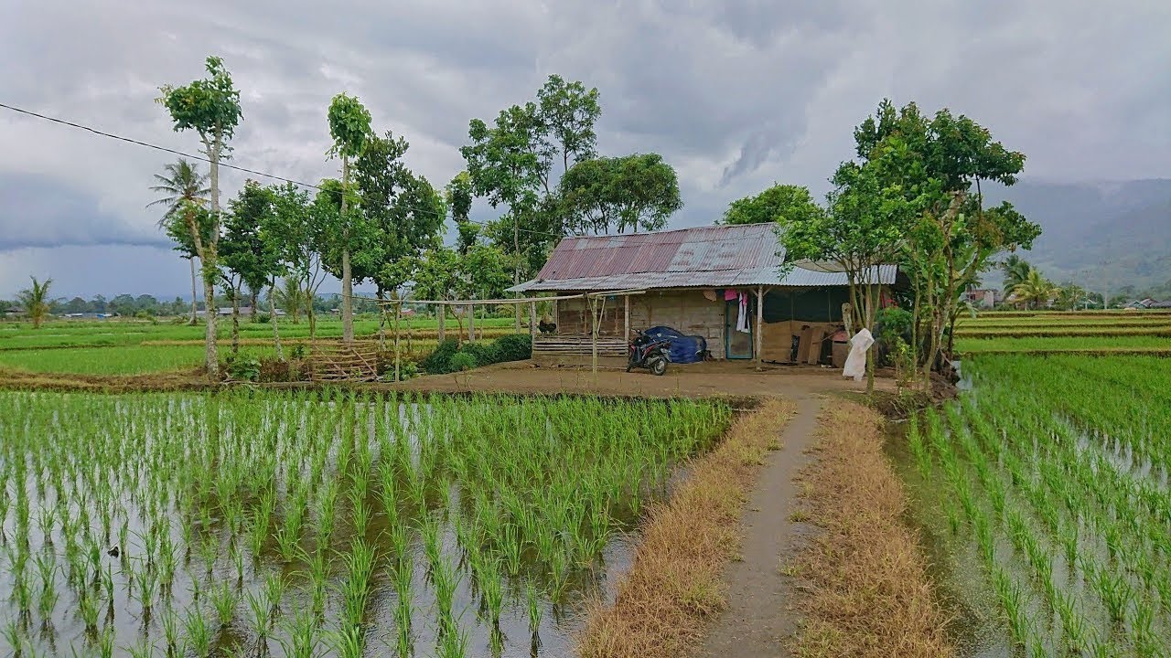 Kehidupan Suku Sunda Di Pelosok Desa Bengkulu, Bikin Betah Euy !! - YouTube