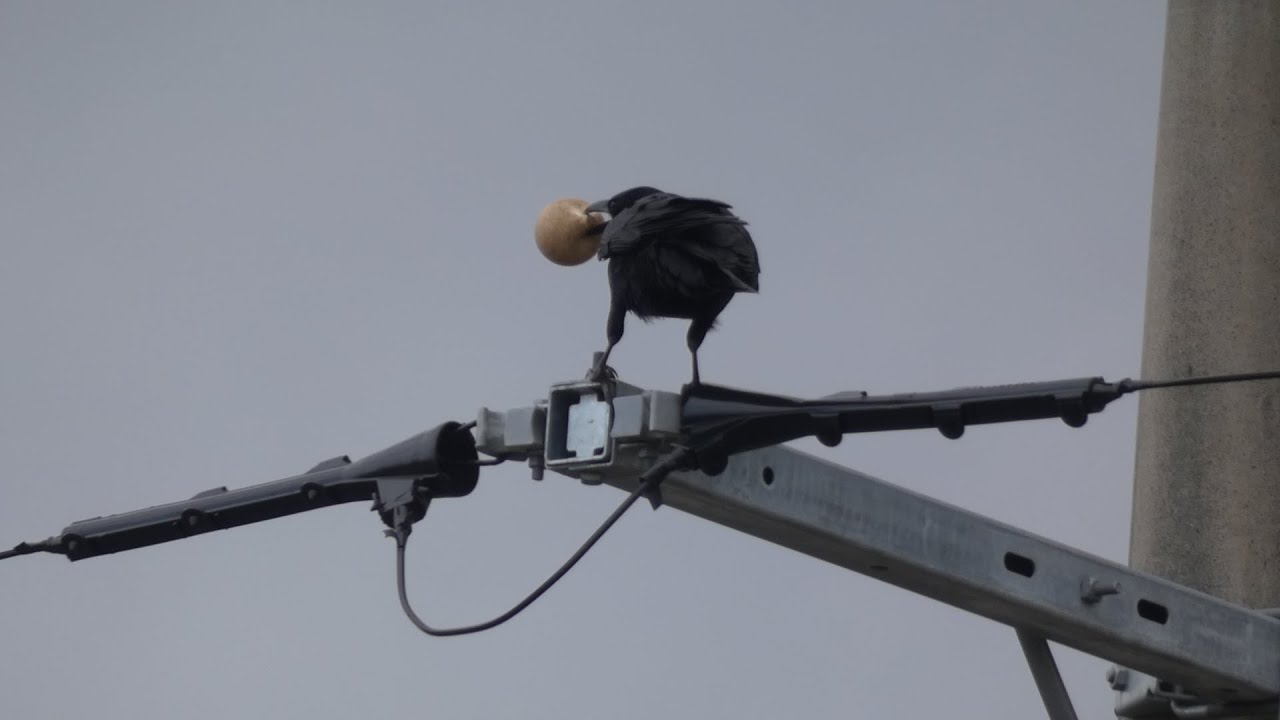 Carrion Crow Fiddles with a Plastic Ball - YouTube