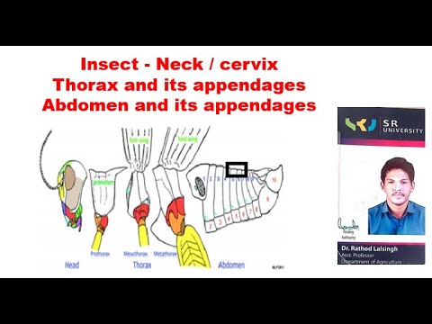 Insect body organization - Neck, thorax and abdomen - YouTube