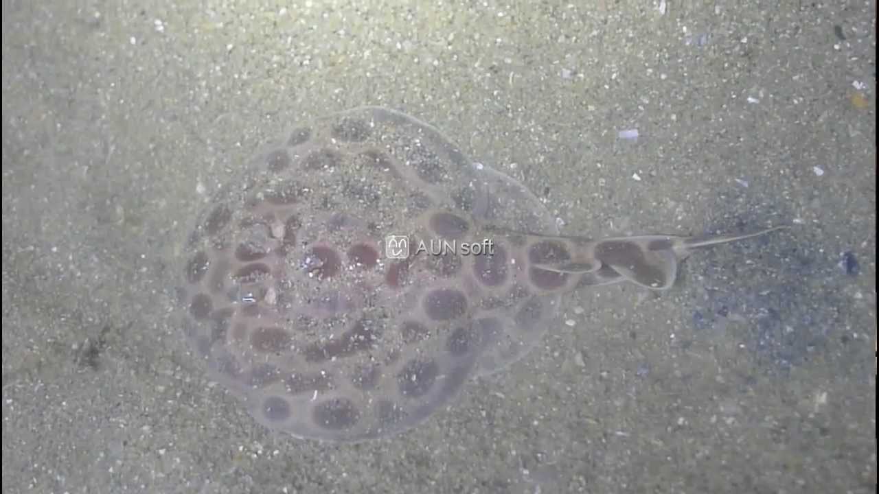 Electric ray (Order Torpediniformes) on Changi beach (05062012) - YouTube