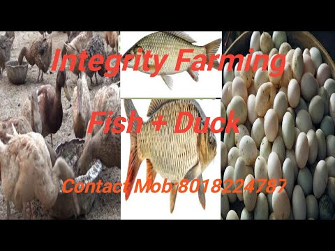 Fish and Ducks Integrity Farming system - YouTube